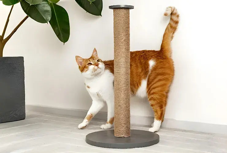 Cat scratching post: a useful item for your pet and your furniture ...
